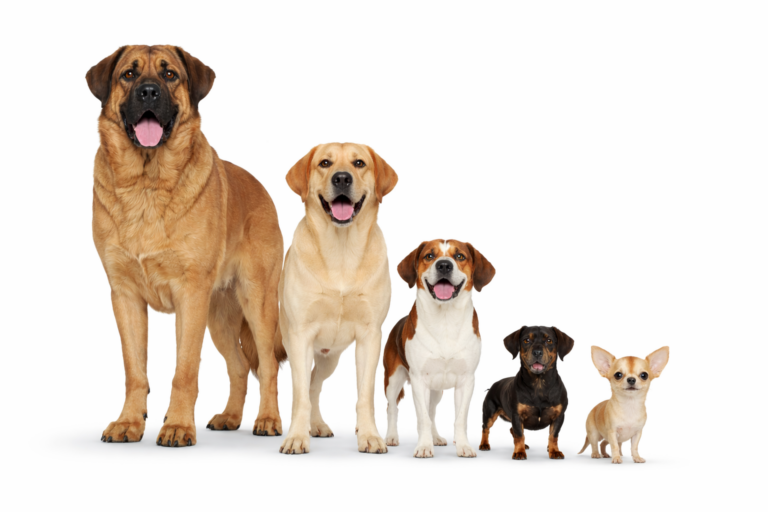 Dog Size and Weight by Breed (Complete Visual Size Guide)